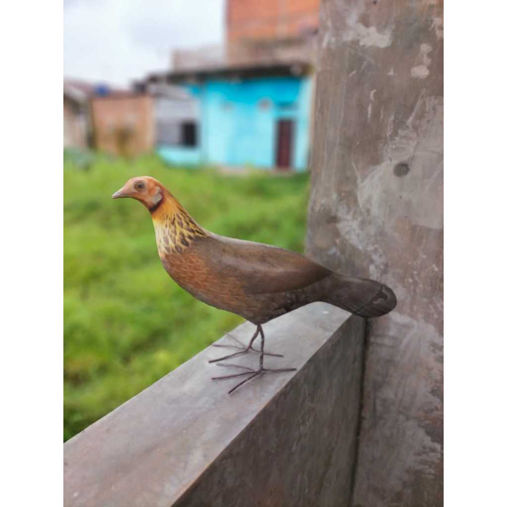 Jual PATUNG JONTROT AYAM HUTAN BEKIKUK/KASINTU BETINA - JONTROT AYAM ...
