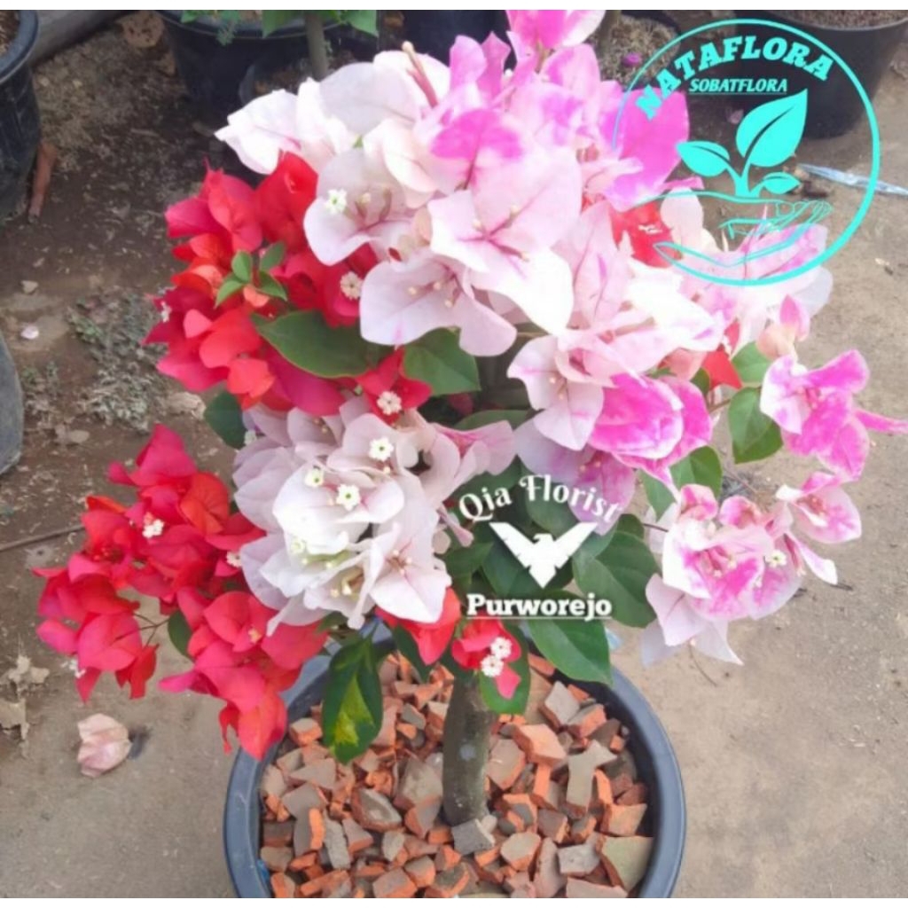 Jual TERLARIS!!TANAMAN HIAS BUGENVIL 3 WARNA ICE//BUNGA KERTAS | Shopee ...