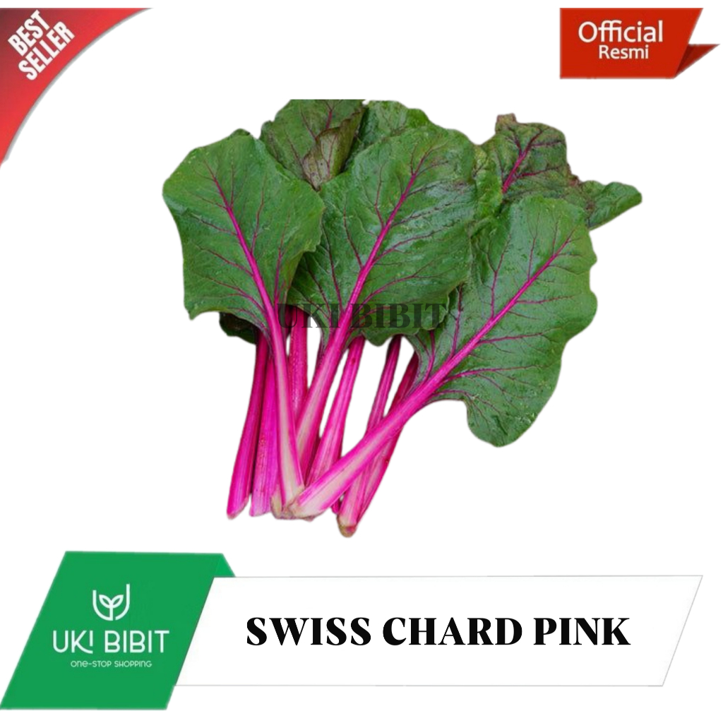 Jual ( 5 Butir ) Benih Biji Swiss Chard Pink | Swiss Chard | Pink Chard ...