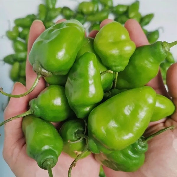 Jual Benih Cabai Gendot Isi 10 Butir untuk Pertanian Anda Ideal untuk ...