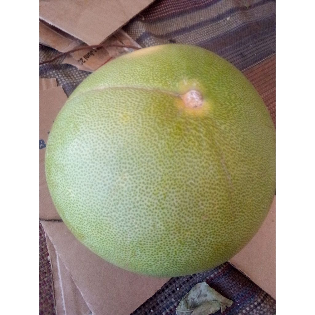 Jual Jeruk Bali Segar Besar 800 gram - 1 kg per buah | Buah Segar Manis ...