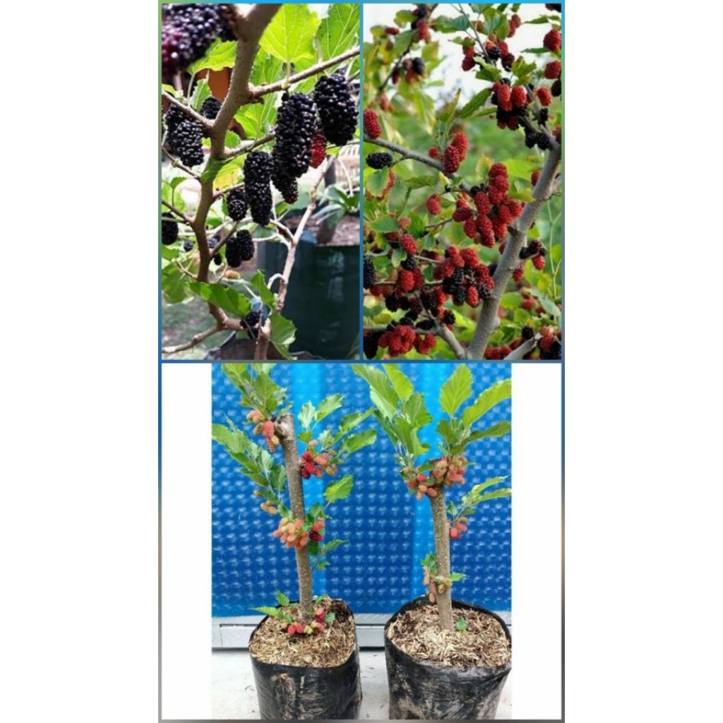 Jual Bibit Tanaman Murbai Murbei Mulbery BERBUAH Siap Tanama | Shopee ...