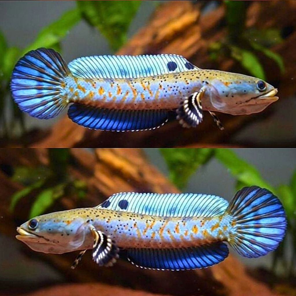 Jual Blue Channa Blue Pulchra 8_10 Cm Terlaris | Shopee Indonesia