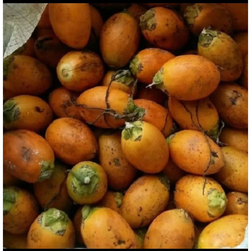 Jual jual buah pinang tua harga promo isi 1kg kualitas terbaik | Shopee ...