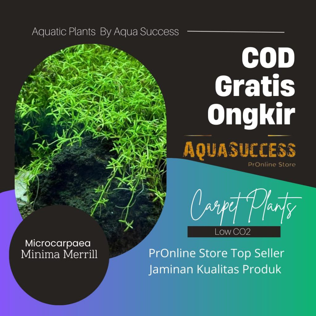 Jual Microcarpaea Minima Merrill Tanaman Karpet Aquascape Foreground ...