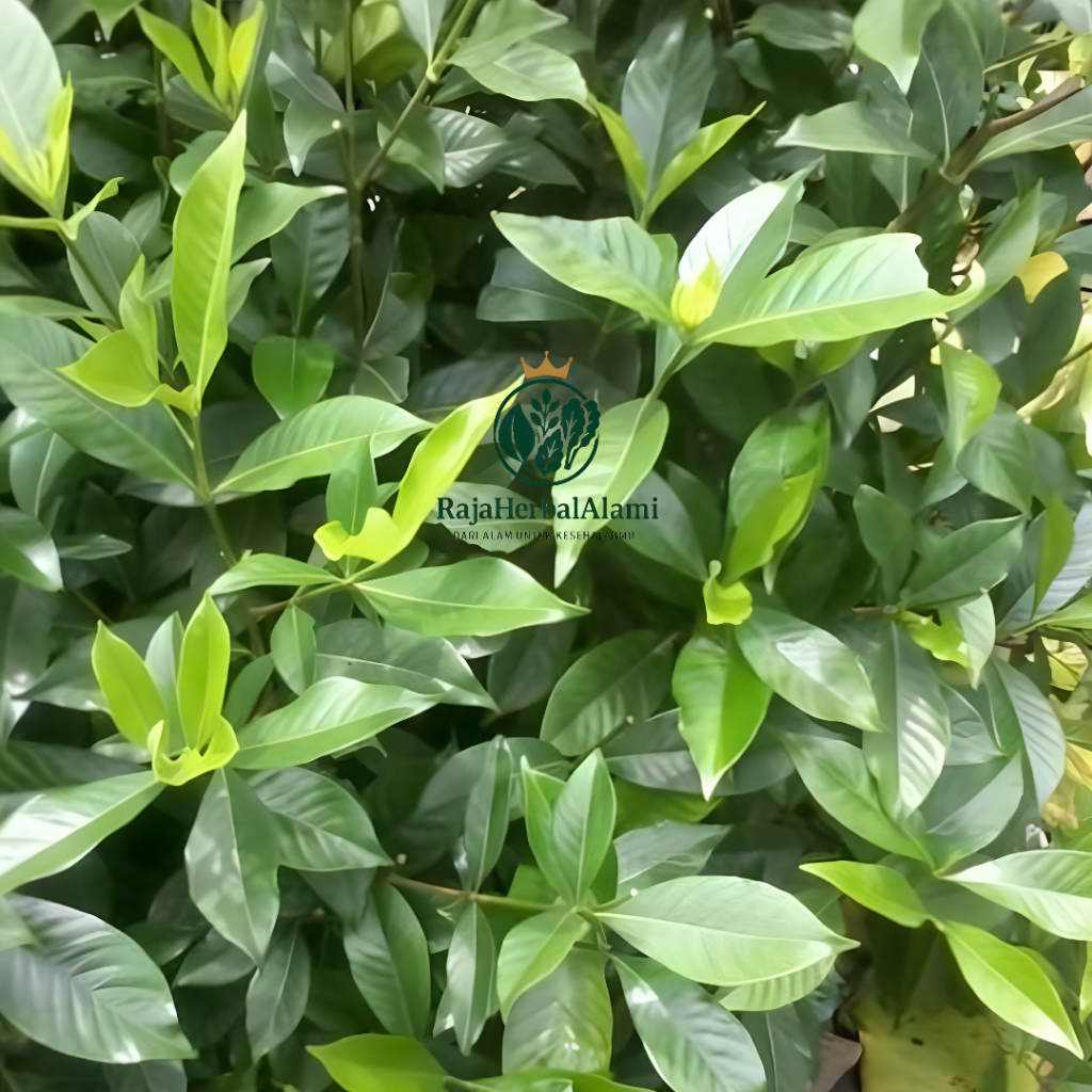 Jual Daun Kaca Piring Segar Murah Langsung Petik | Shopee Indonesia