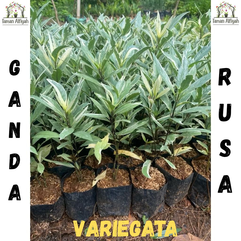 Jual Tanaman Hias Ganda Rusa Varigata Pohon Ganda Rusa Varigata Banyak ...