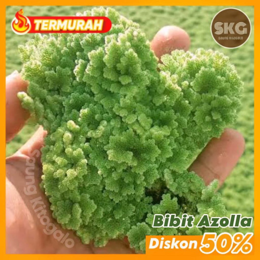 Jual bibit azolla pakan ternak protein tinggi benih azola microphylla ...