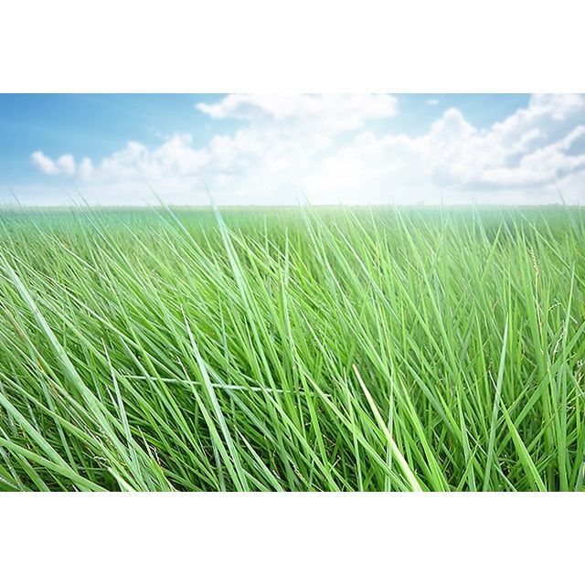 Jual BIBIT BENIH RUMPUT PAKAN TERNAK STENO - 500 gram - 1kilo PREMIUM ...