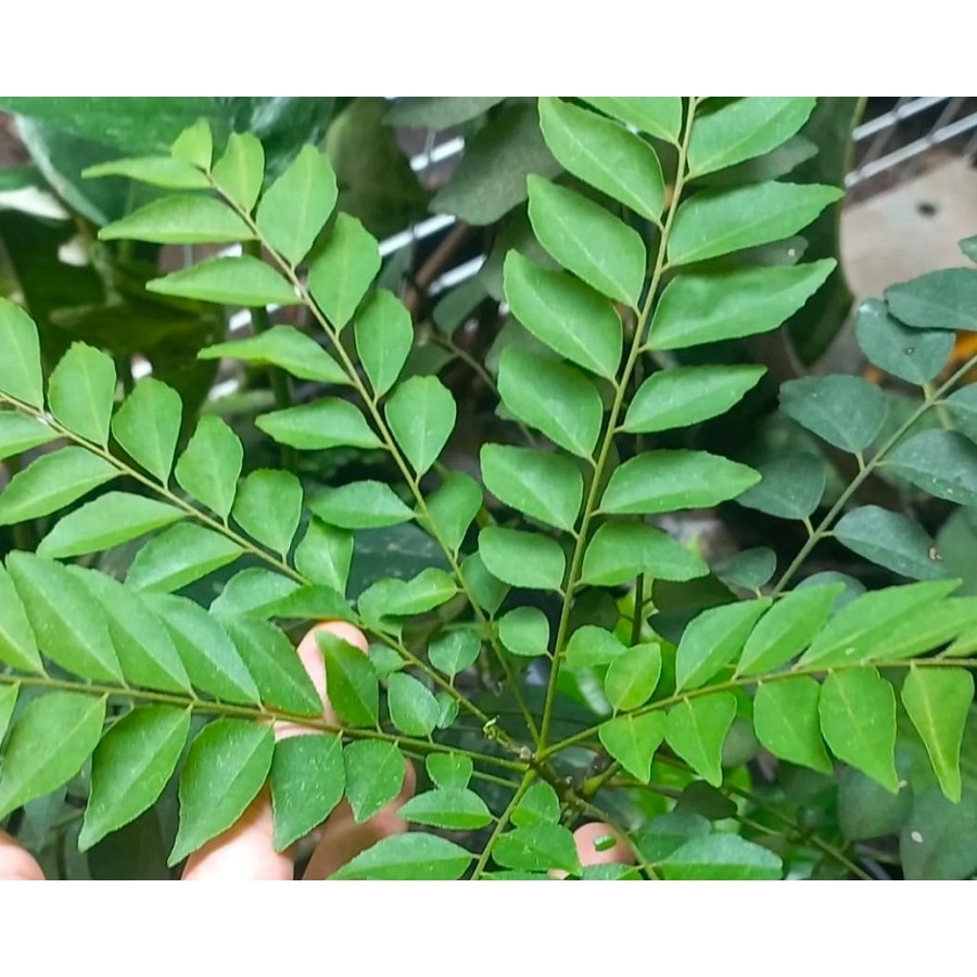 Jual SETANGKAI Daun Kari Segar/ Salam Koja Segar / curry leaves ...