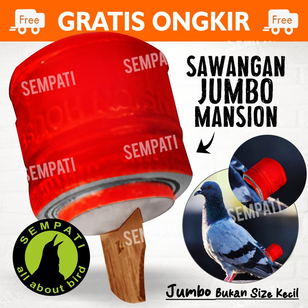 Jual SEMPATI Sawangan Merpati Jumbo Mansion 2 Lubang Hotang Hatong ...