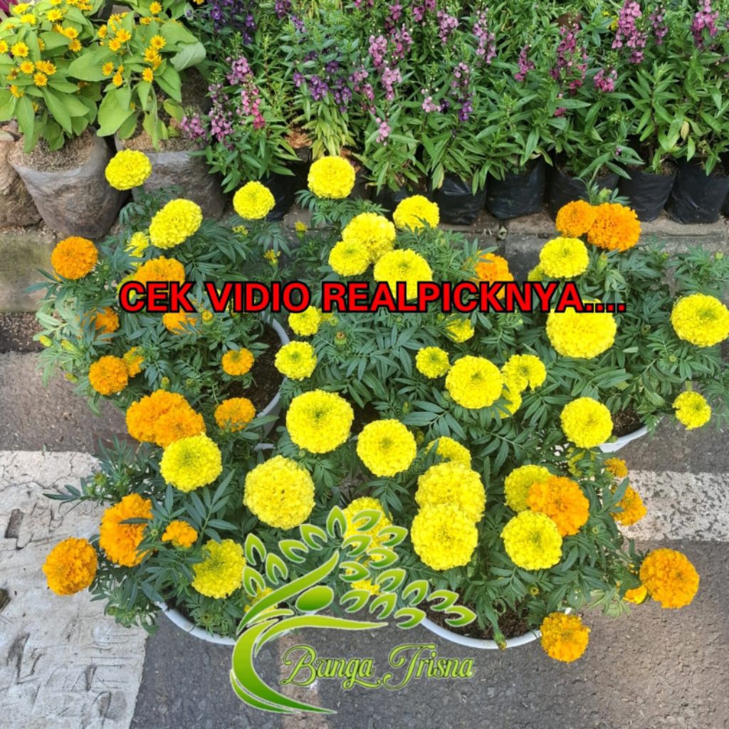 Jual Paket Tanaman Hias Bunga Marigold Rimbun / Bunga Marigold Kuning ...