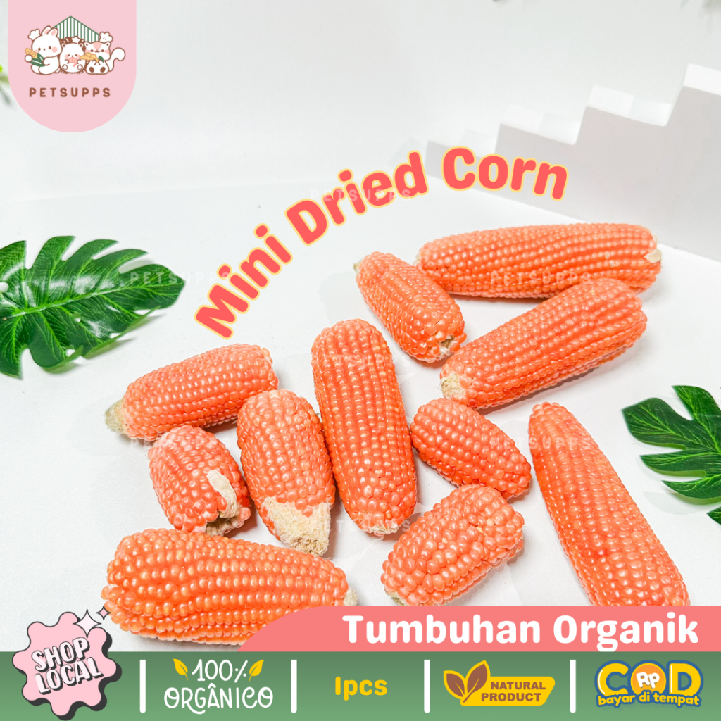 Jual Mini dried corn organic for hamster chew toys | grinding teeth ...