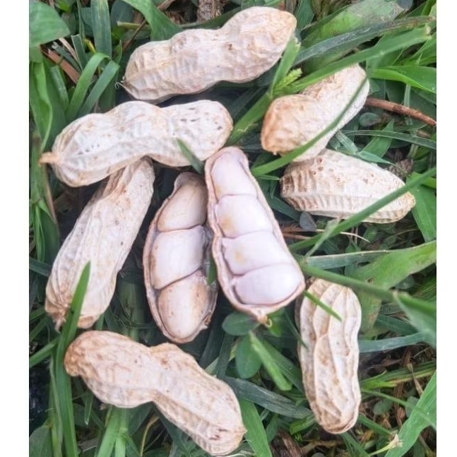 Jual KACANG TANAH GARUDA FRESH 1000 GRAM 1KG | Shopee Indonesia