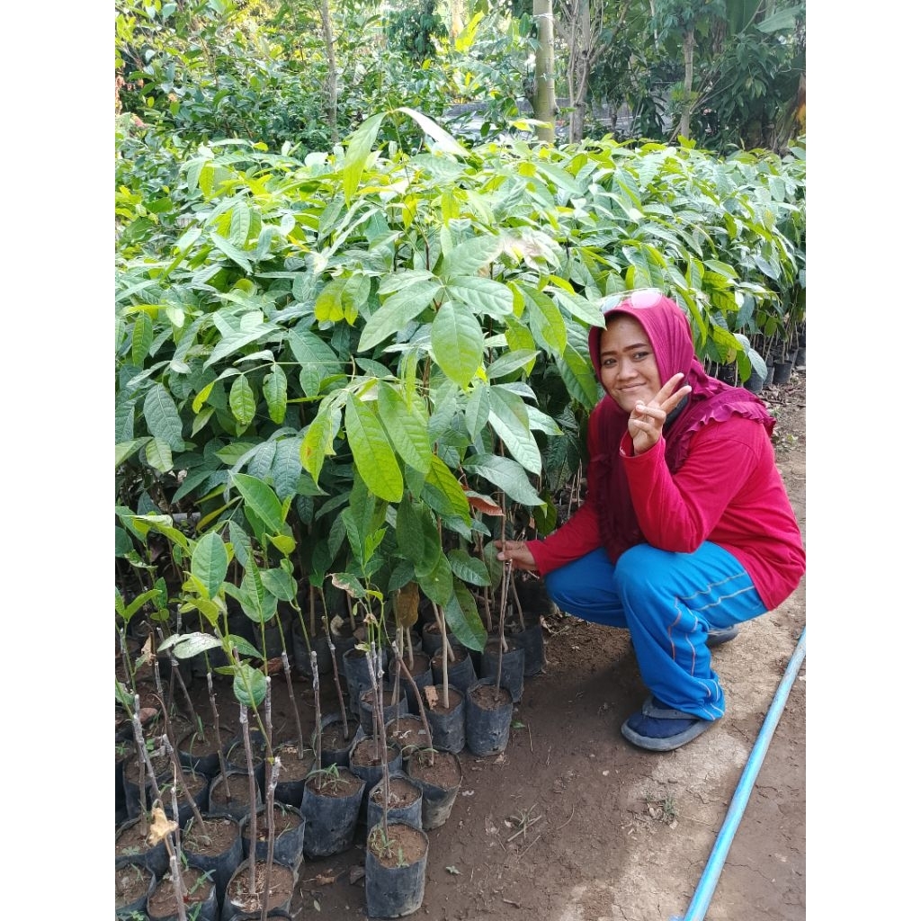 Jual Bibit Mahoni Bibit Kayu Mahoni Tinggi 1 Meter Siap Tanam | Shopee ...