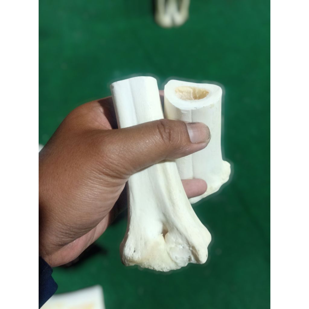 Jual Bahan Kerajinan Tulang Sapi | Shopee Indonesia