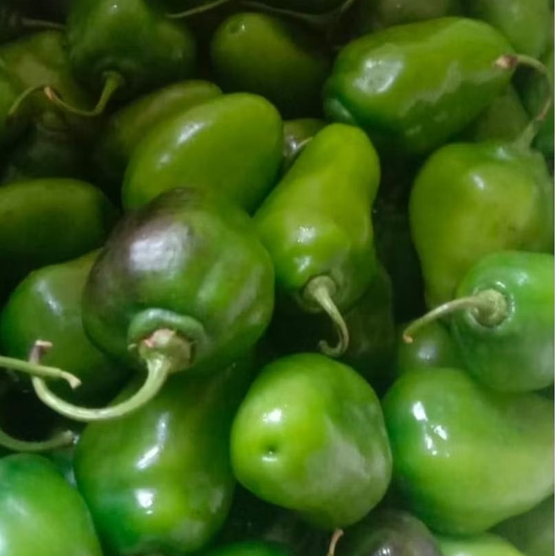 Jual cabe gendot segar 1kg cabe gendot hijau super pedas | Shopee Indonesia