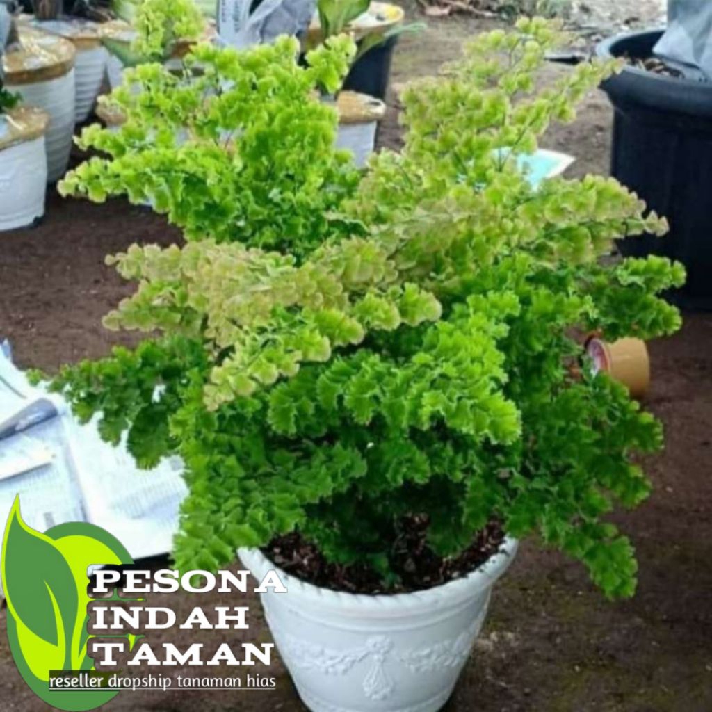 Jual tanaman hias suplir kribo | Shopee Indonesia