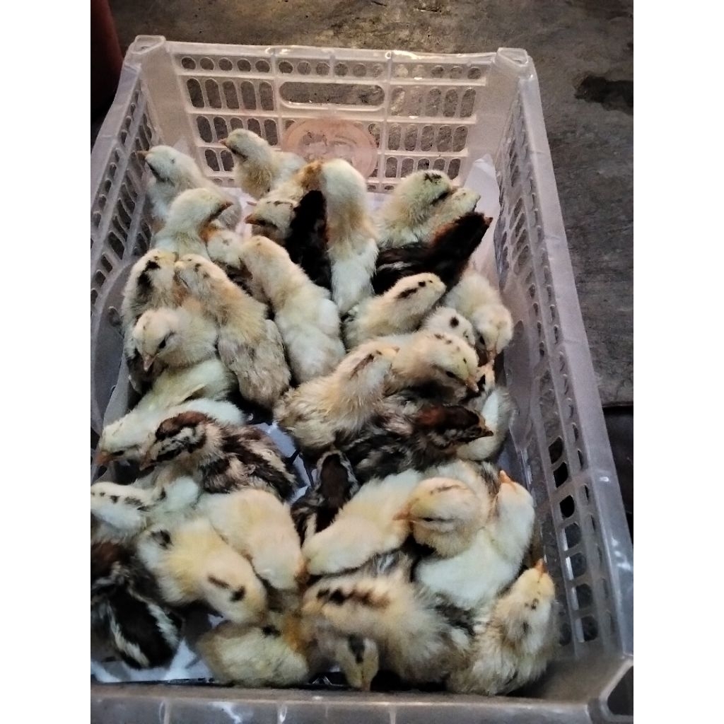 Jual DOC Ayam Kamping Unggul KUB Pedaging Petelur doc AYAM Kampung ...