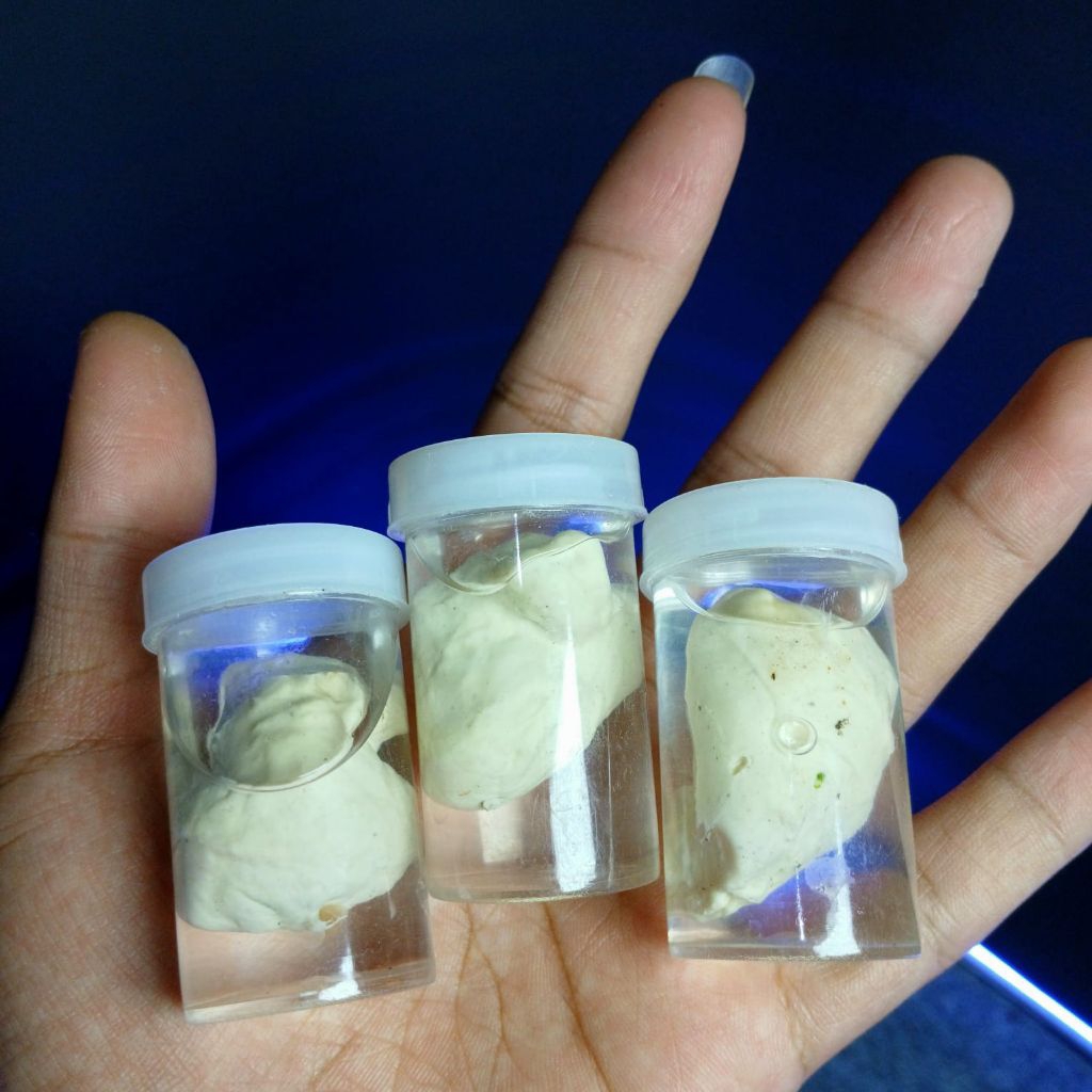 Jual PULUT BURUNG / LEM GETAH KARET SUPER LENGKET ANTI ZONK | Shopee ...