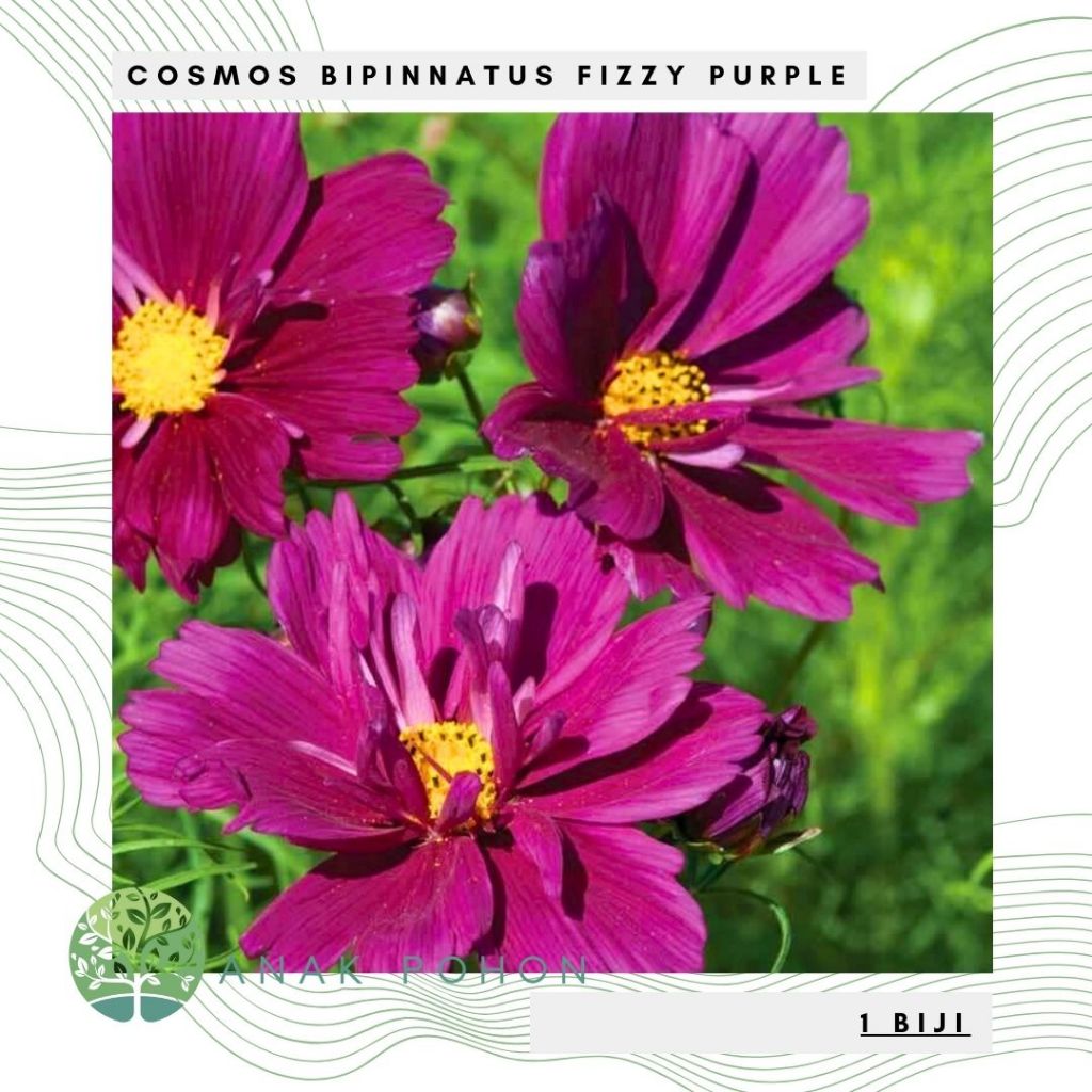 Jual Benih Bibit Biji - Bunga Cosmos Bipinnatus Fizzy Purple Flower ...