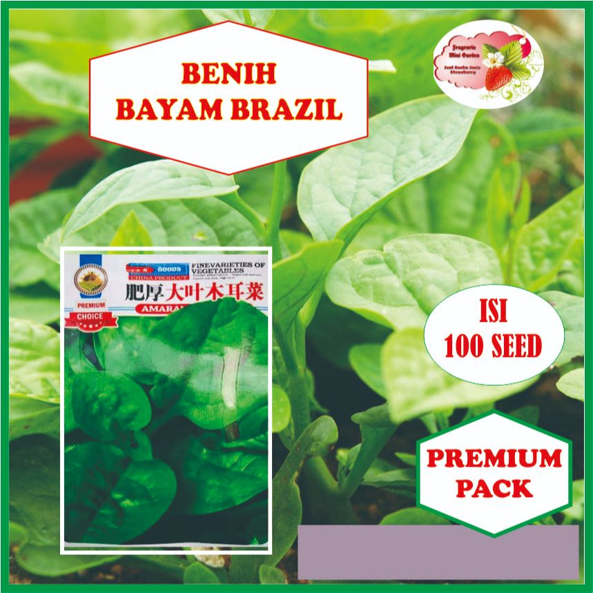 Jual BENIH BAYAM BRAZIL ISI 100 BIJI | Shopee Indonesia
