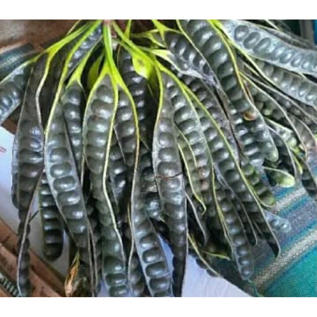 Jual Pete matang pohon per papan | Shopee Indonesia