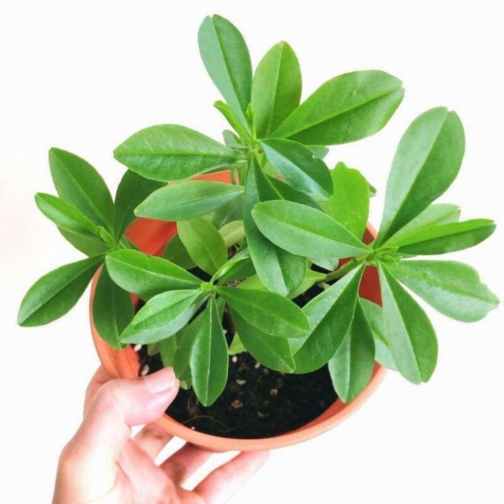 Jual [Beli 2 gratis 1] bibit ginseng jawa tanaman herbal kualitas ...