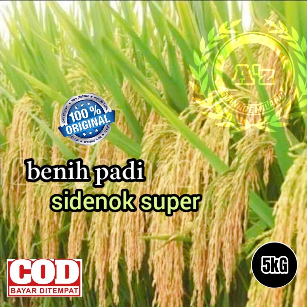Jual benih padi si Denok super original kemasan 5kg | Shopee Indonesia