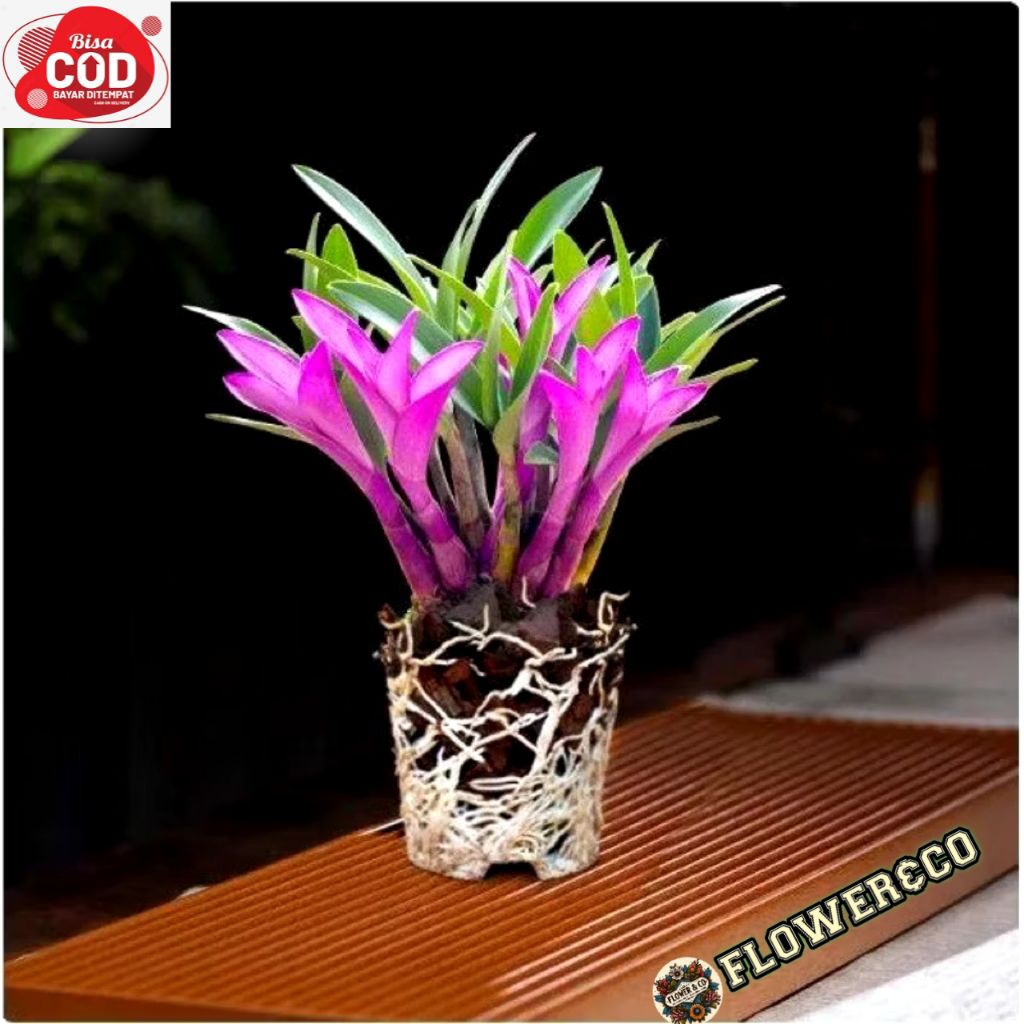 Jual (PROMO!! BISA COD)Tanaman hias anggrek dendrobium parfum purple ...