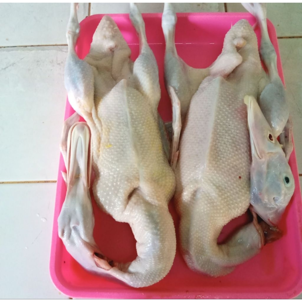 Jual bebek Peking frozen 1 kg utuh per ekor pakai kepala dan kaki fresh ...