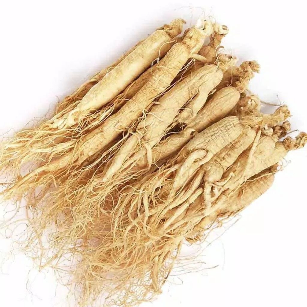 Jual 50gr tangkur changshan ren shen ginseng root | Shopee Indonesia