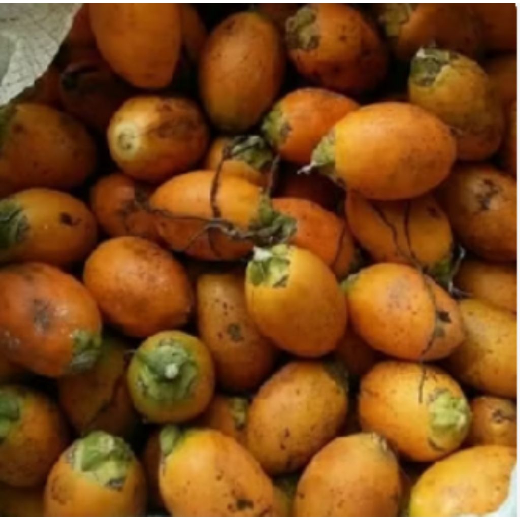 Jual pinang tua segar 1kg | Shopee Indonesia