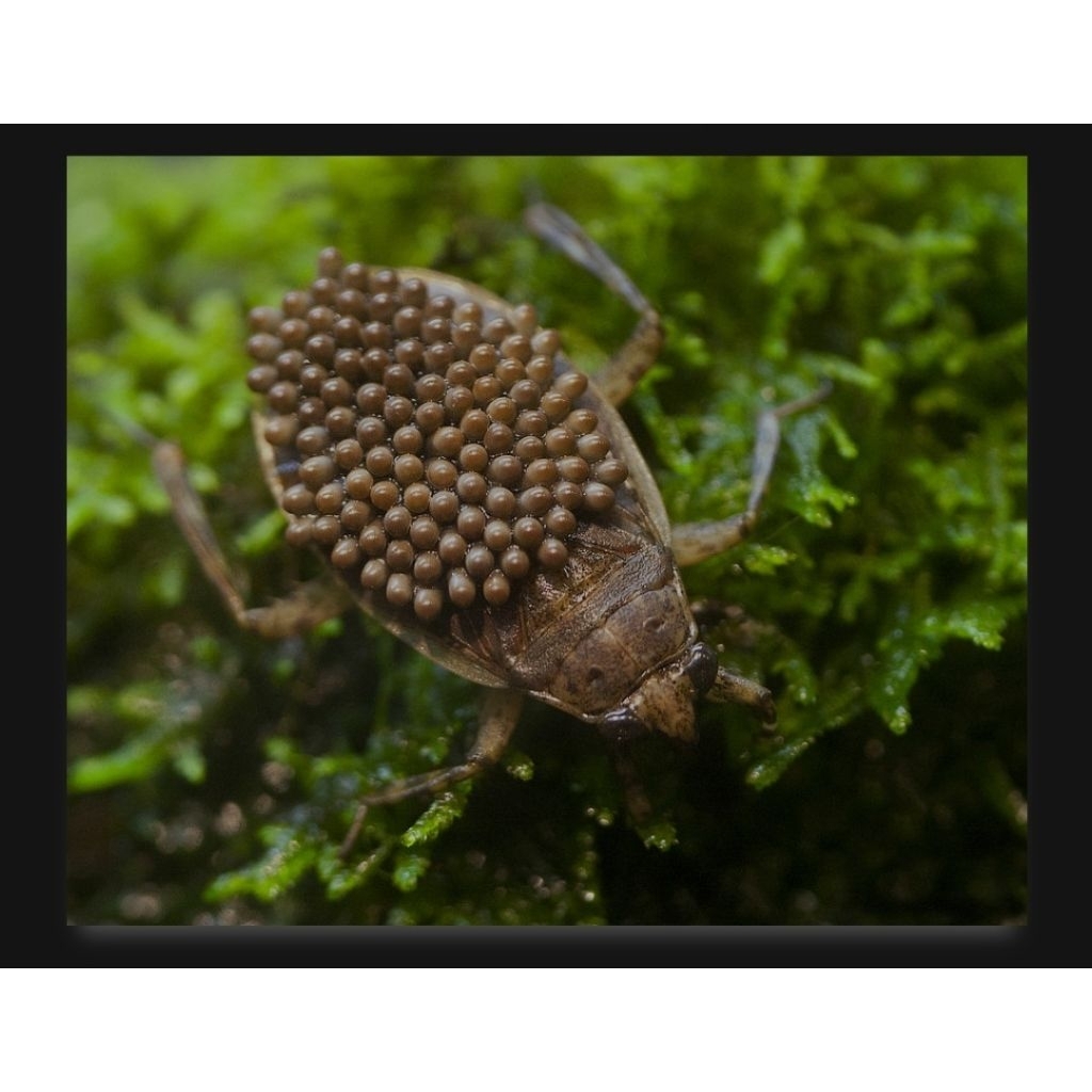 Jual kepik air raksasa/ giant water bug | Shopee Indonesia