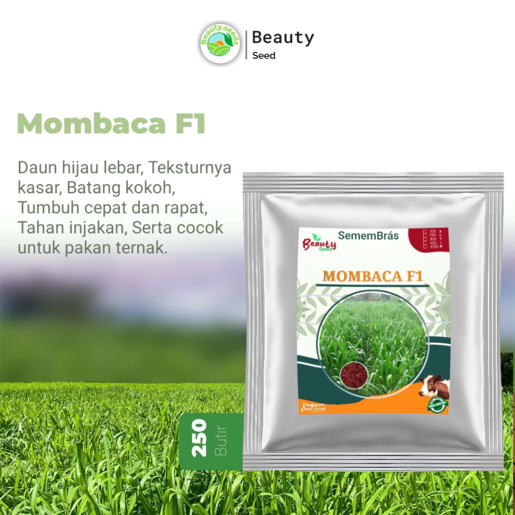 Jual 250 Benih Biji Rumput Mombasa - Mombaca F1 ±250 Biji Urban Farming ...