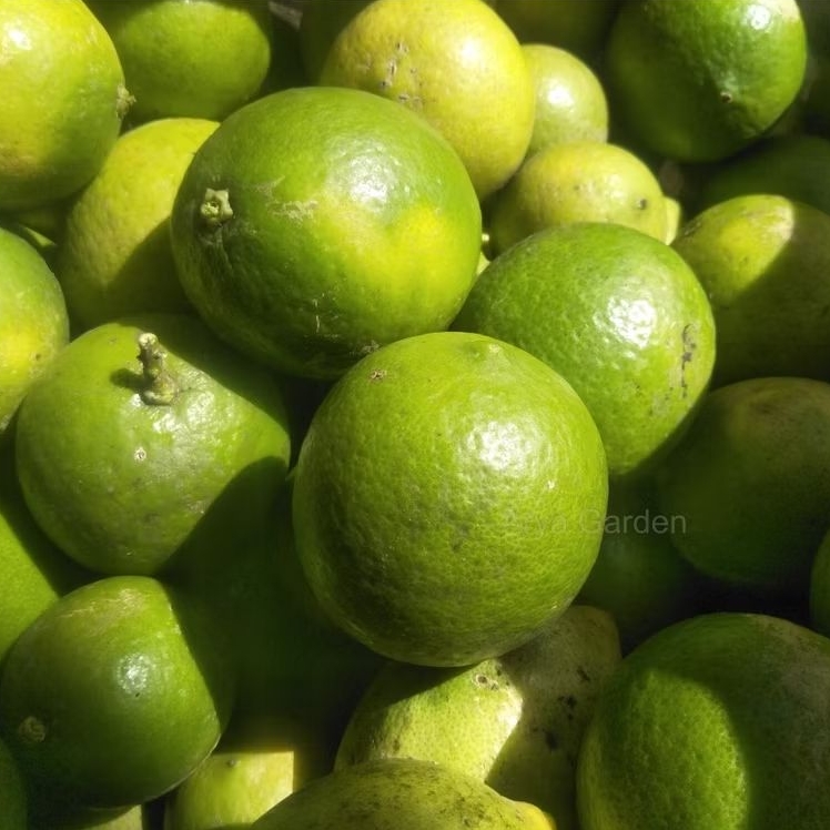 Jual Buah Jeruk Lemon Seedless California ( tanpa biji ) Fresh per 1 kg ...