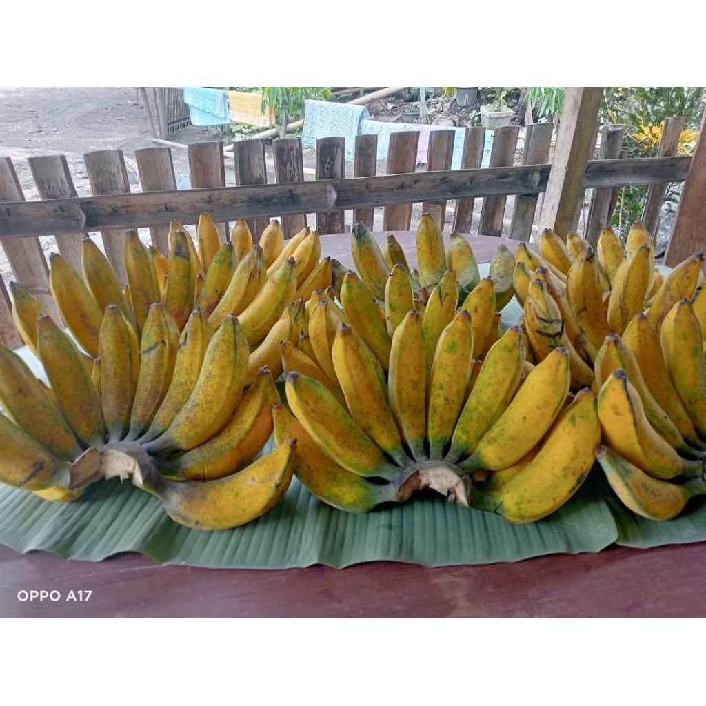 Jual PISANG RAJA BULU 1 SISIR | Shopee Indonesia