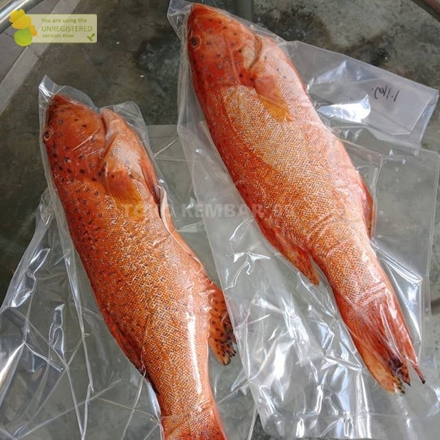Jual Ikan Kerapu 1Kg Ikan Kerapu Segar Ikan Kerapu Lodi Ikan Kerapu ...
