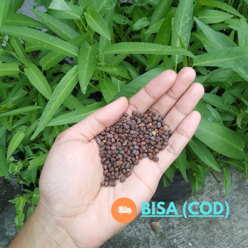 Jual Bibit Benih Kangkung Murah Kualitas Unggul 1kg Sudah Poles ...