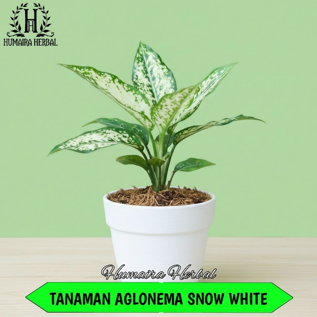 Jual Tanaman Hias Aglonema Snowhite 5 Daun - Snow White Pohon Aglonema ...