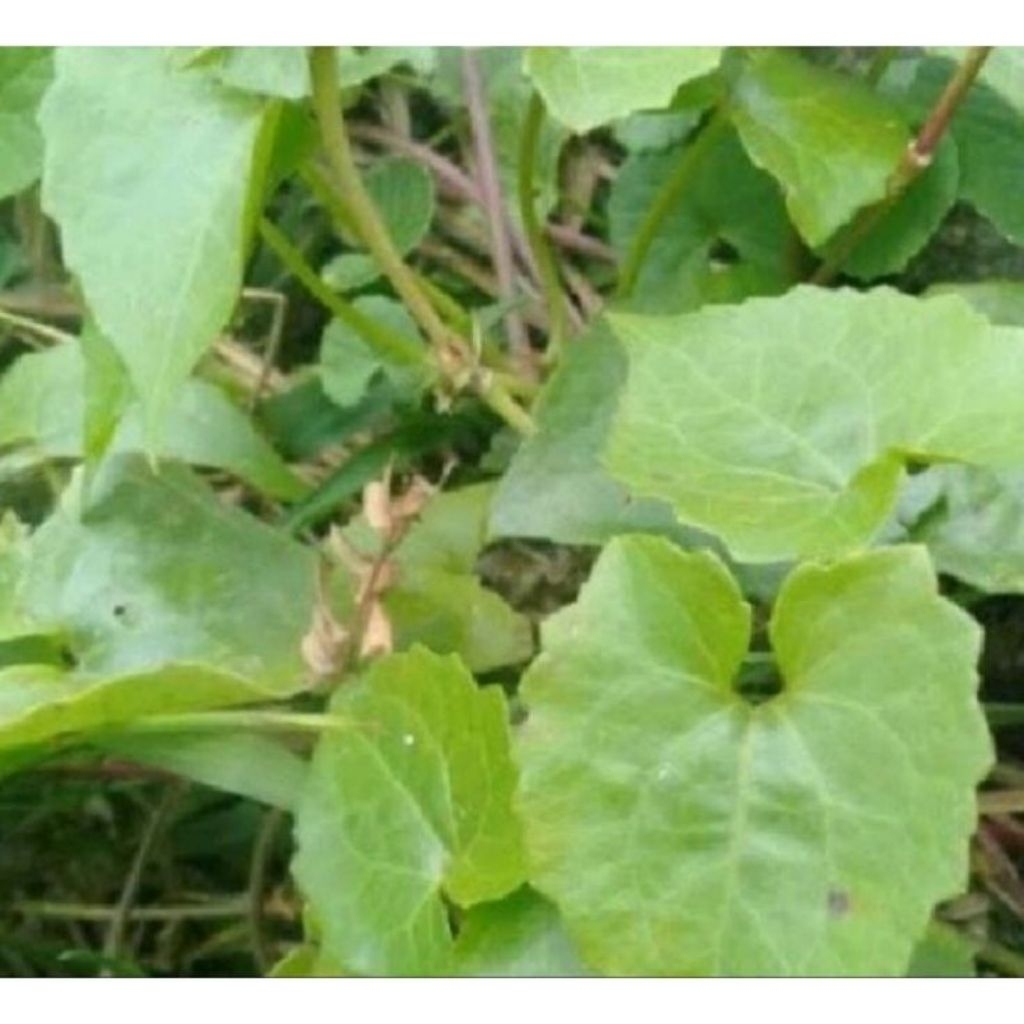 Jual Daun Sembung Rambat Segar 500 Gram | Shopee Indonesia