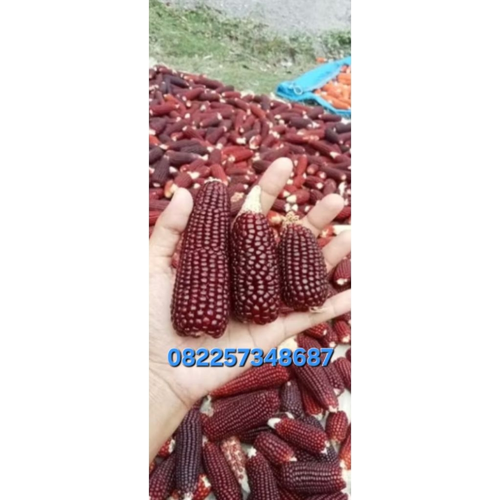 Jual JAGUNG MANGGIS KERING 1KG PAKAN MERPATI super PREMIUM | Shopee ...