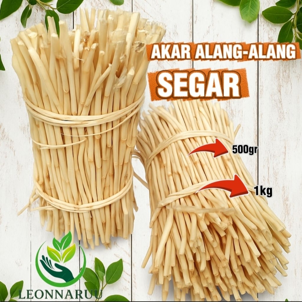 Jual Akar Alang Alang Segar 500gr Herbal Alami berkhasiat | Shopee ...