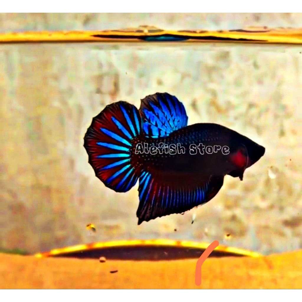 Jual ikan cupang bagan / aduan TERMURAH!!! | Shopee Indonesia