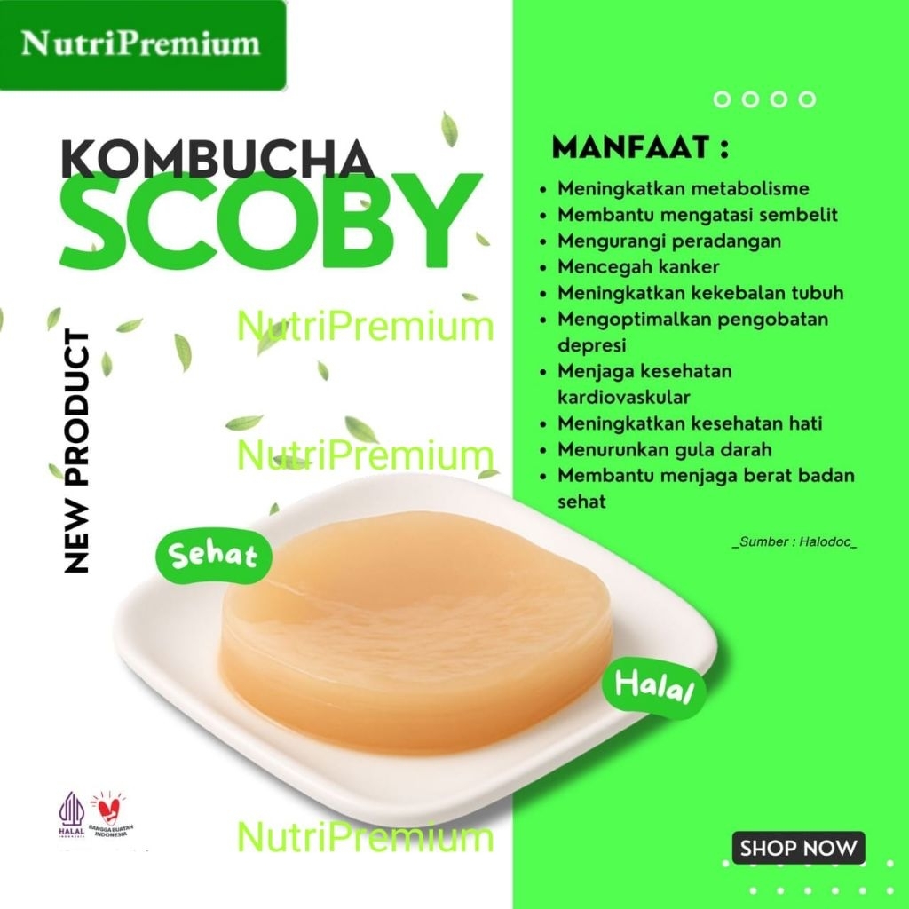 Jual (Kombucha Paket 1 Liter) Jamur Kombucha Premium / Scoby / Jamur ...