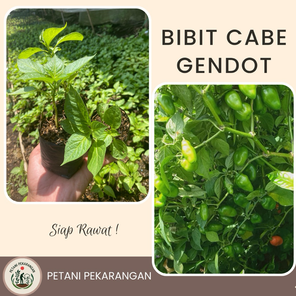 Jual BIBIT TANAMAN CABE GENDOT VIRAL SIAP RAWAT 1 POLYBAG | Shopee ...
