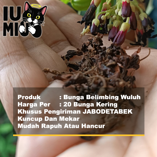 Jual Bunga Belimbing Wuluh Kering 20 Pcs Mudah Rapuh Bunganya Masih ...