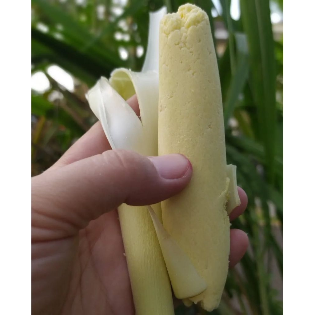 Jual Terubuk | Terubus | Tebu Endog | Tiwu Endog Segar Berat 1 KG ...