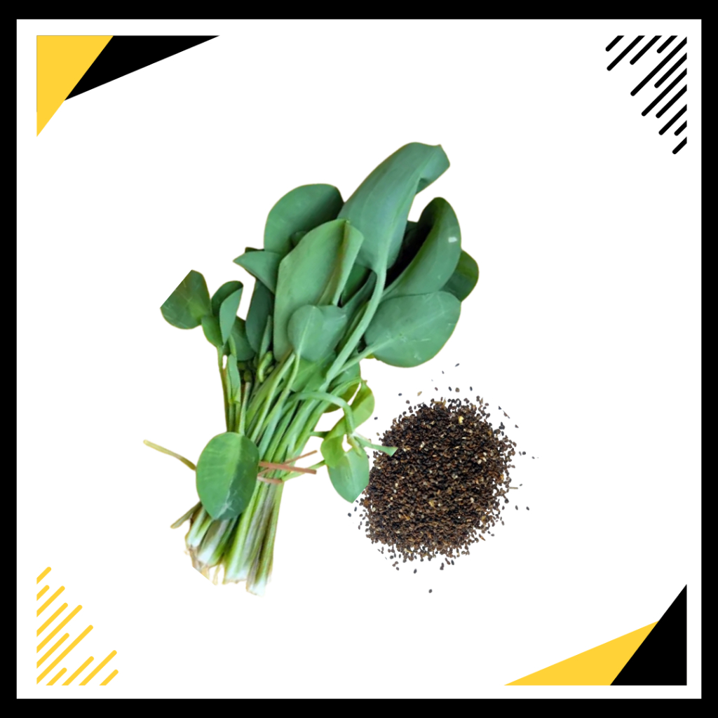 Jual Benih Genjer Sayur Gendot Tanaman Air Isi 200+ Biji | Shopee Indonesia