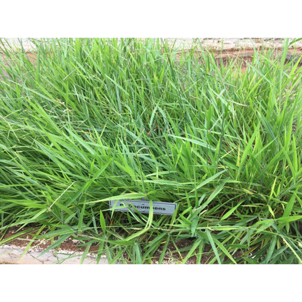 Jual Brachiaria decumbens (Bede) Rumput Signal - Benih bibit rumput ...